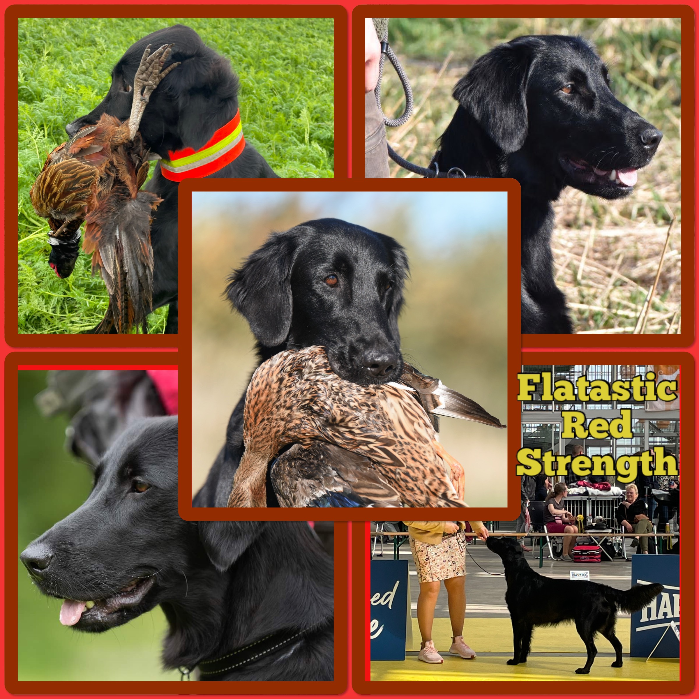 Flatastic Red Strength “Lotte” – Flatastic flatcoated retrievers