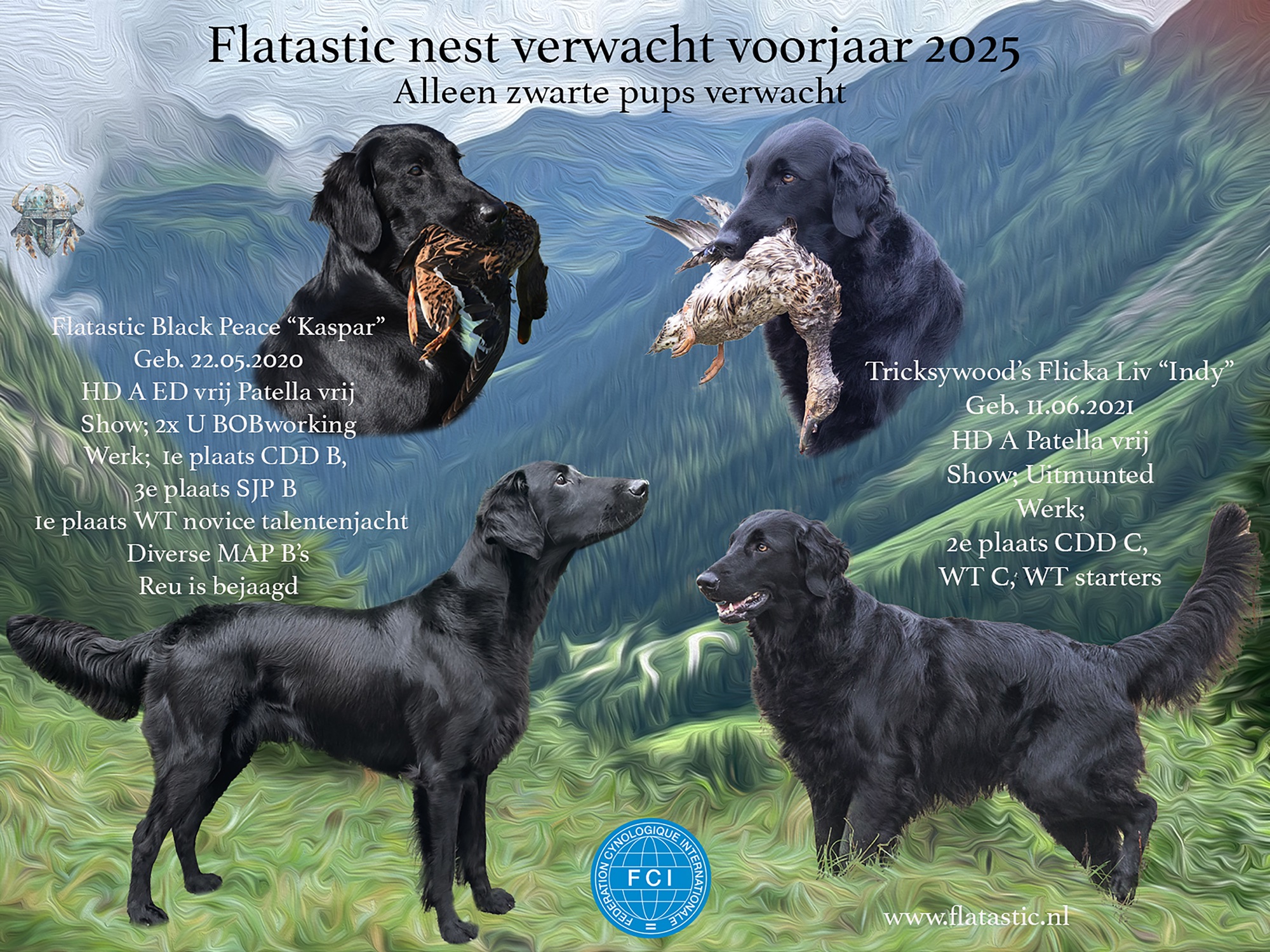 Flatastic flatcoated retrievers – working gun dogs with merry tails