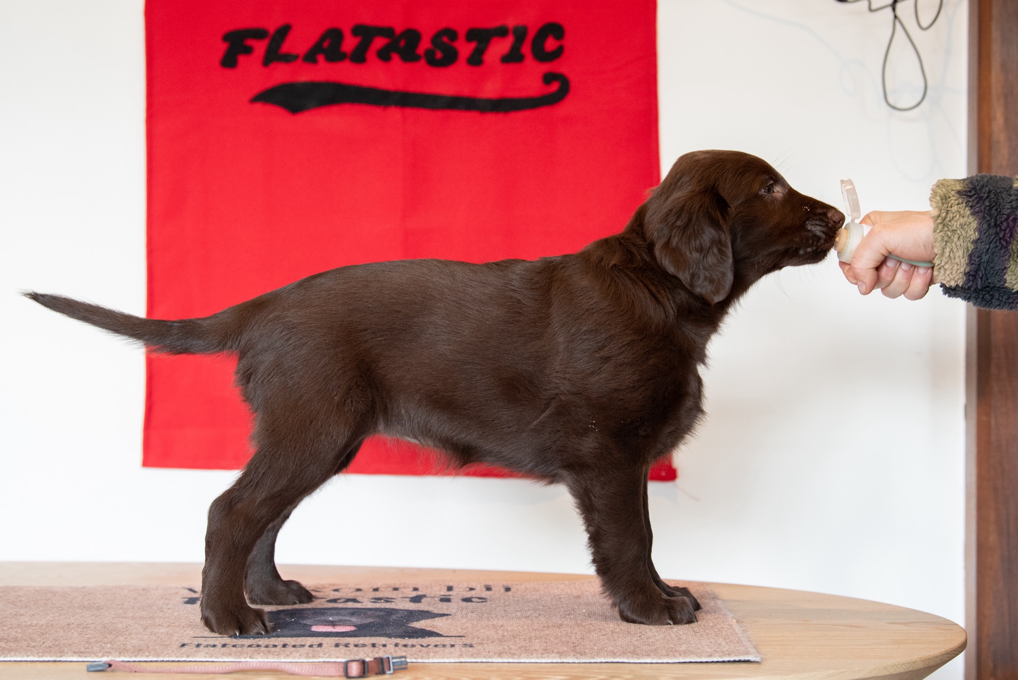 New Member of the Flatastic Family – Flatastic flatcoated retrievers